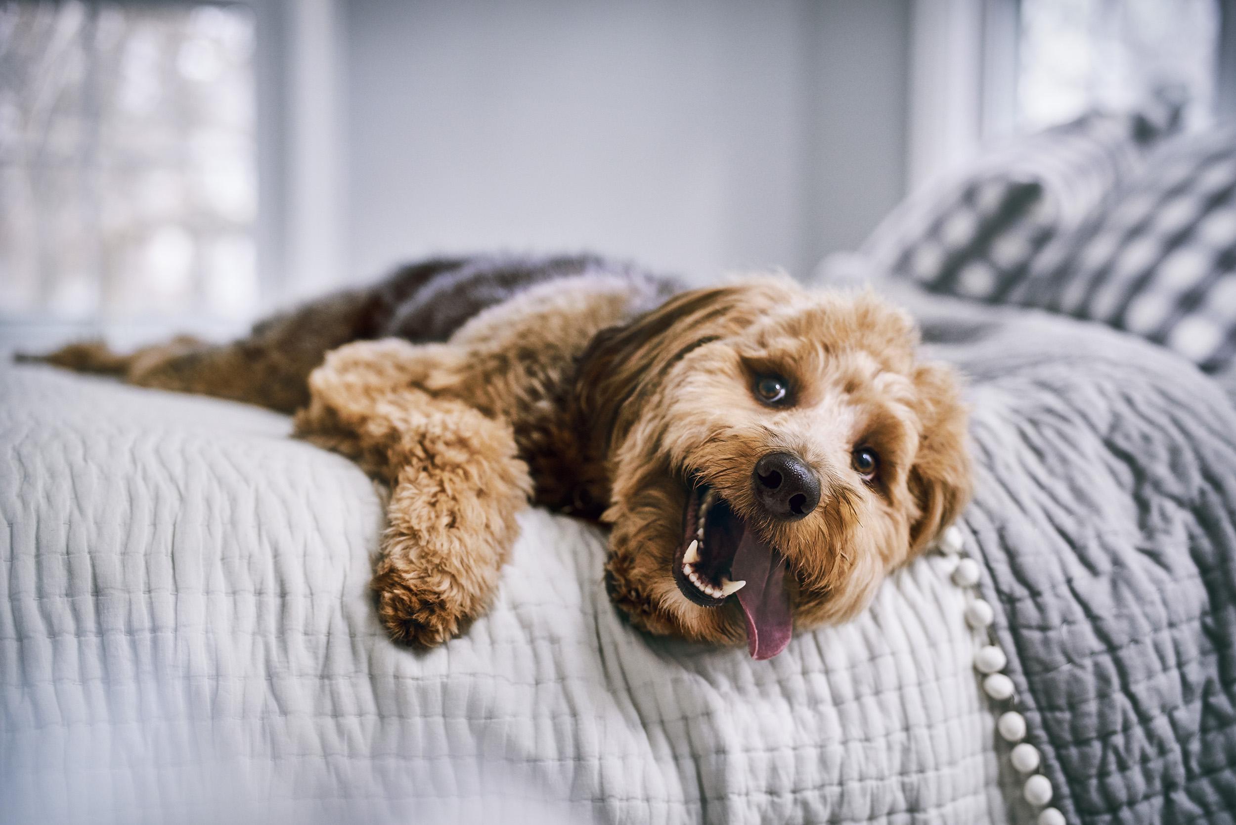 Hill's Inside Scoop- Dental Care