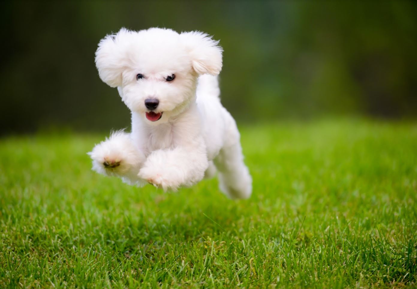 Hill's Inside Scoop- Canine LUTD